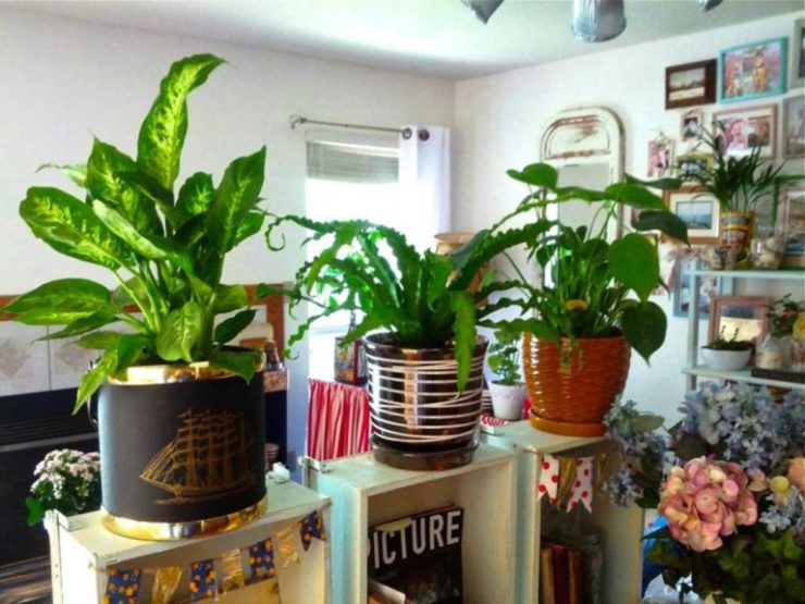 Green Living - Indoor Planting Ideas | All Home Living